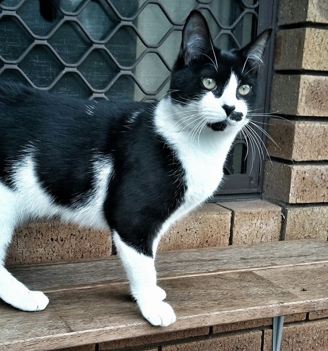 Creating your cat's own Katzone