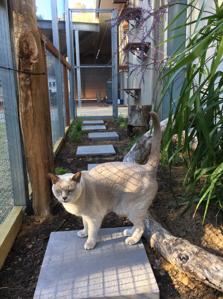 Creating your cat's own Katzone